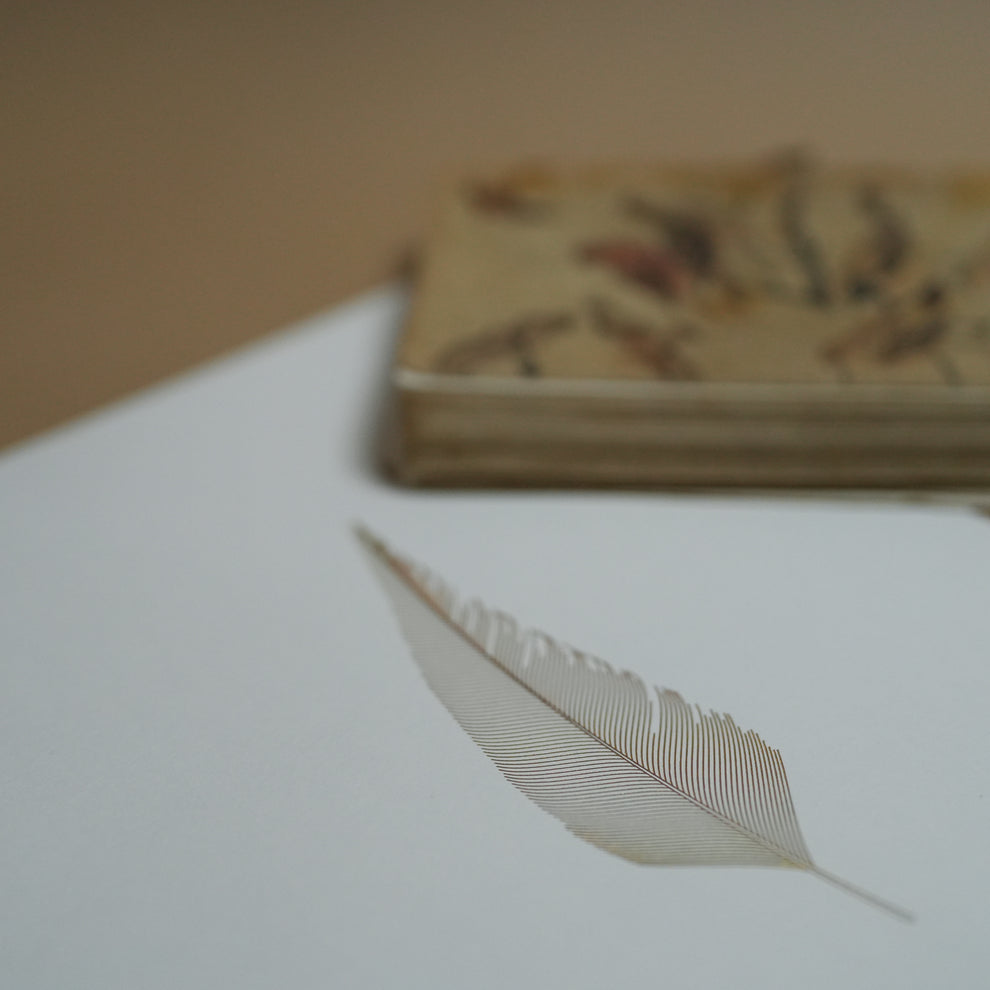 A4 Limited Edition Feather Foiled Print – Ploterre